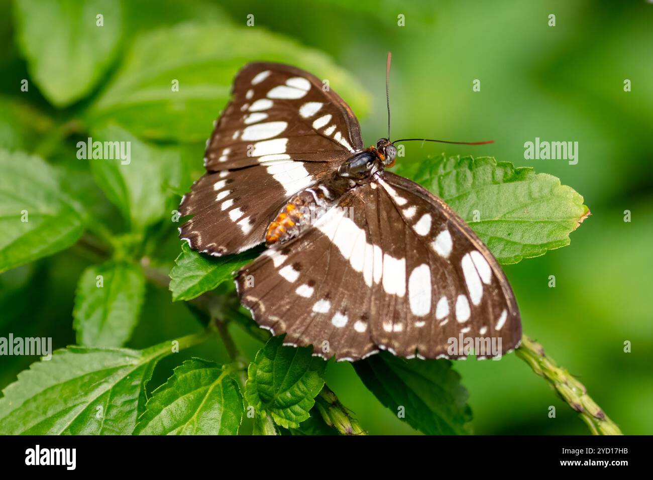 Common in se asia hi-res stock photography and images - Alamy