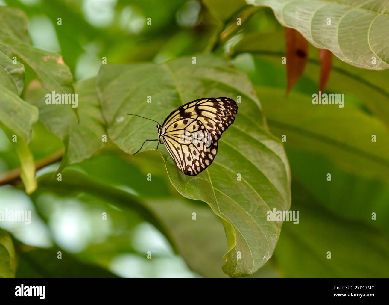 Large Tree Nymph, Idea leuconoe, butterfly Stock Photo - Alamy
