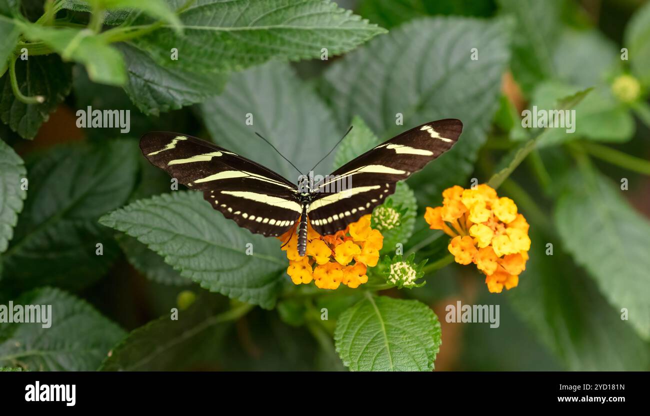 Zebra Longwing Butterfly, Heliconius charithonia, state Butterfly of ...