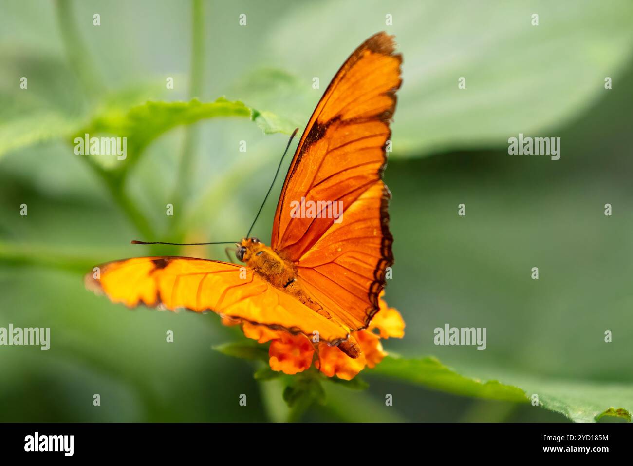 Julia butterfly (Dryas iulia) also known as the flambeau butterfly ...
