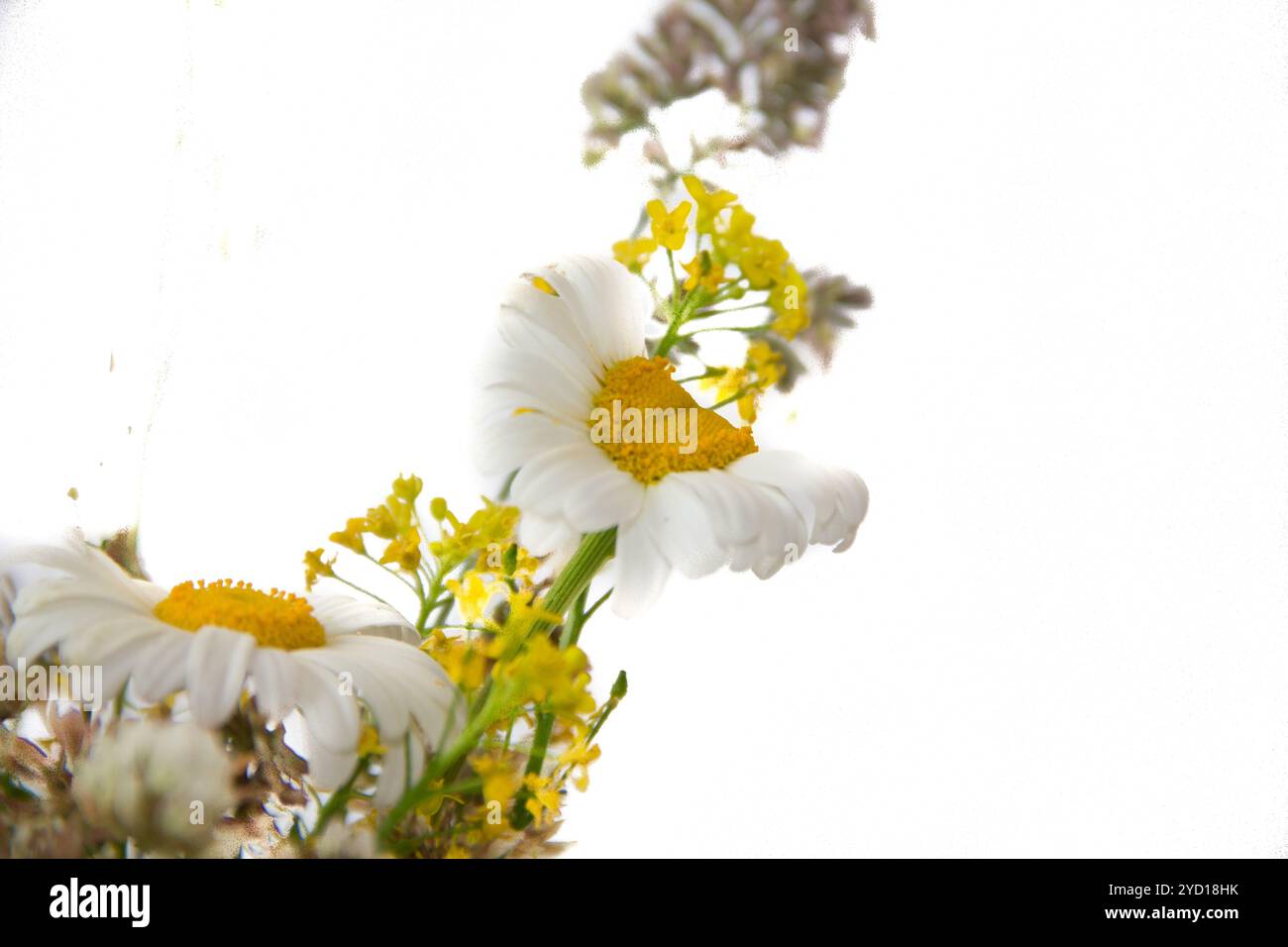 Bouquet of wild flowers isolated on white background. Wildflowers ...
