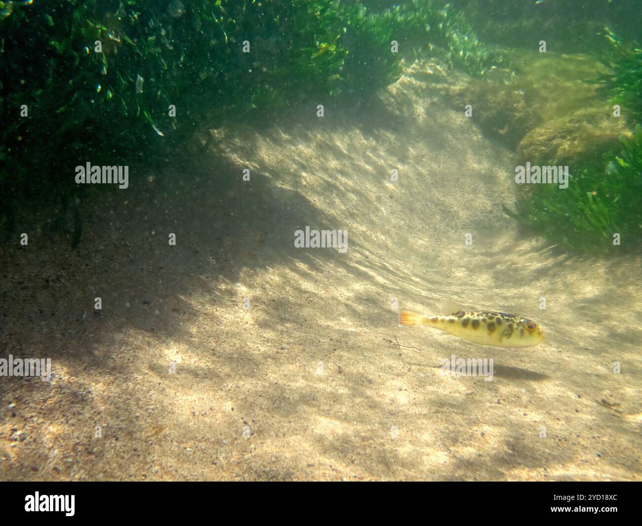 Underwater little spotted fish in the ocean shallows Stock Photo - Alamy