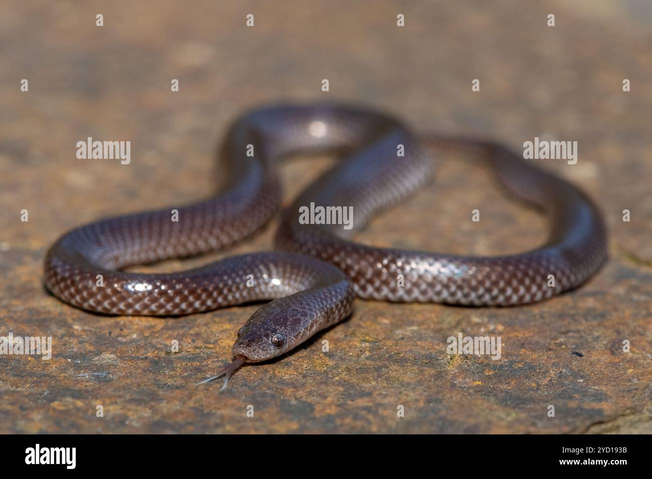 A cute Common Wolf Snake (Lycophidion capense) in the wild Stock Photo ...