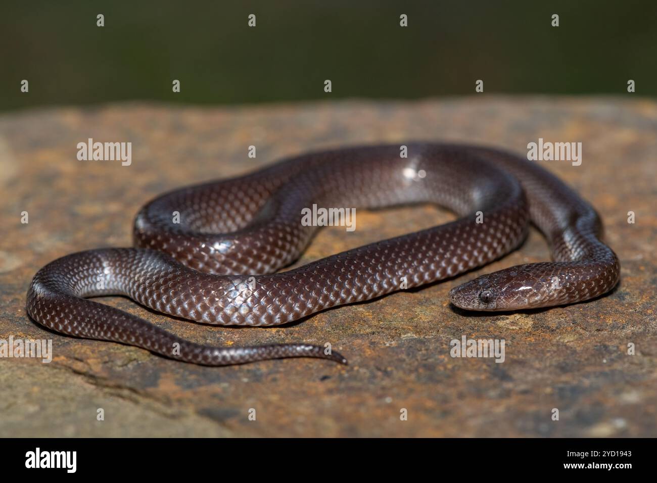 A cute Common Wolf Snake (Lycophidion capense) in the wild Stock Photo ...