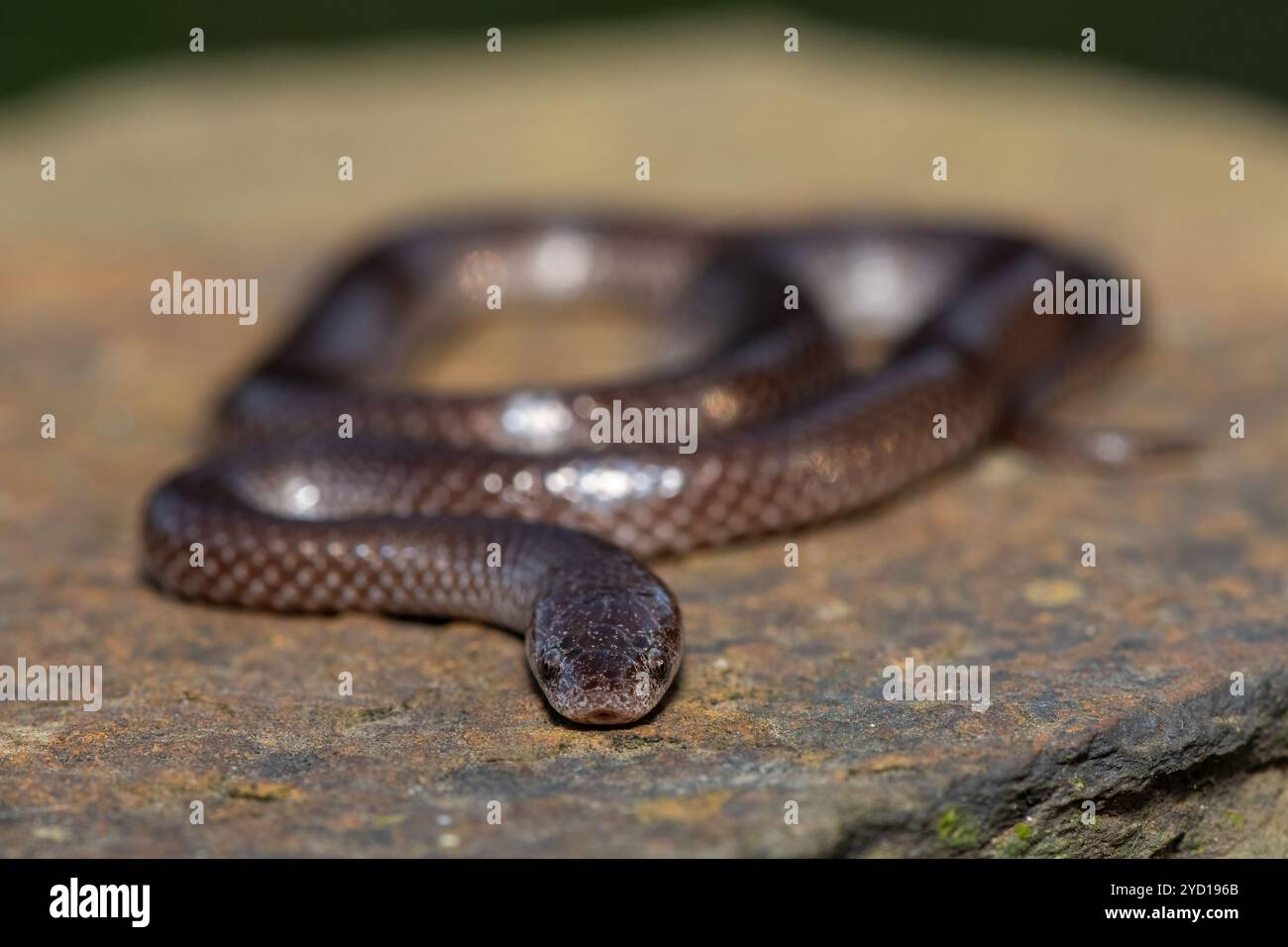 Common wolf snake hi-res stock photography and images - Alamy