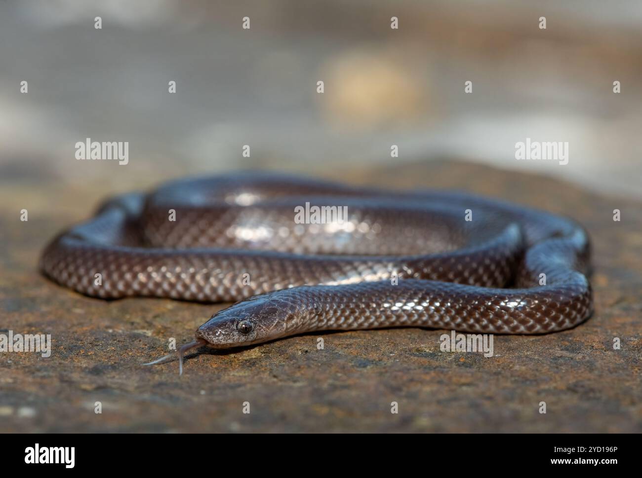 A cute Common Wolf Snake (Lycophidion capense) in the wild Stock Photo ...