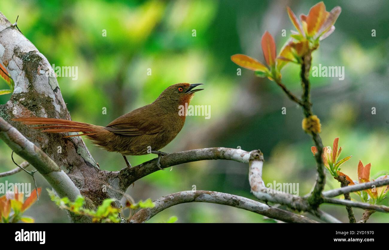 Avefaunabrasileira hi-res stock photography and images - Alamy