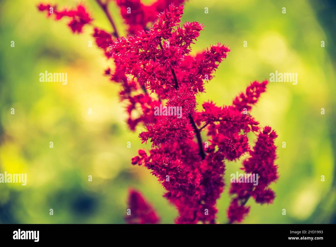 Pink summer flowers bloomed. Beautiful pink flowers Stock Photo - Alamy