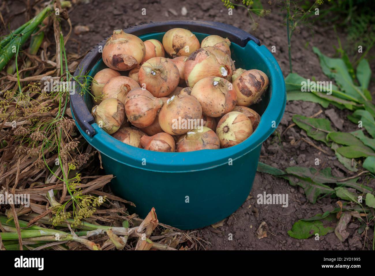A bucket of onions. vegetables from the garden. vegetables without ...