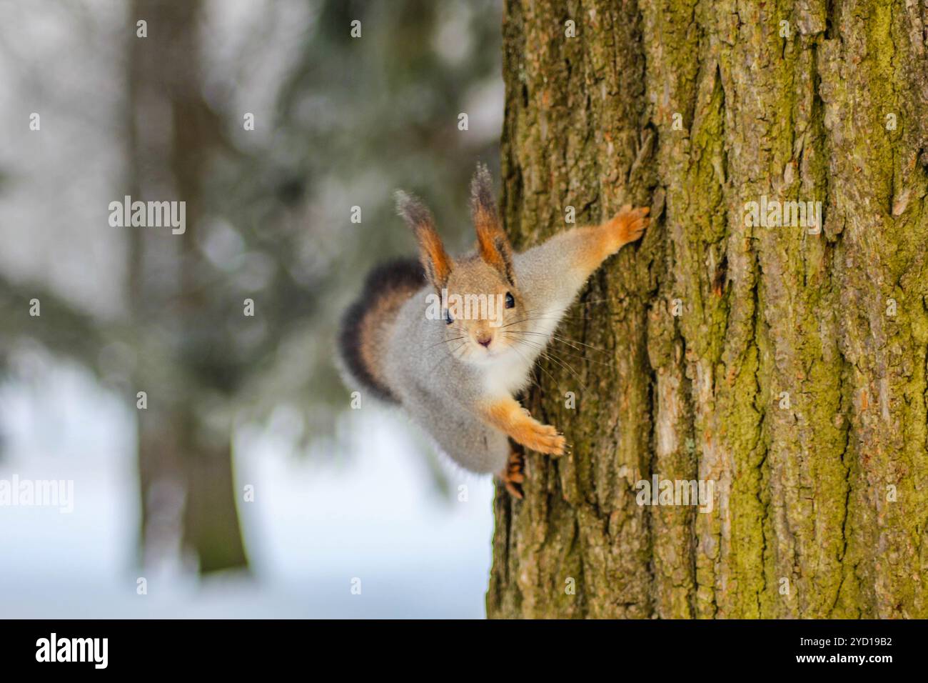 Tree animal mammal eye hi-res stock photography and images - Alamy