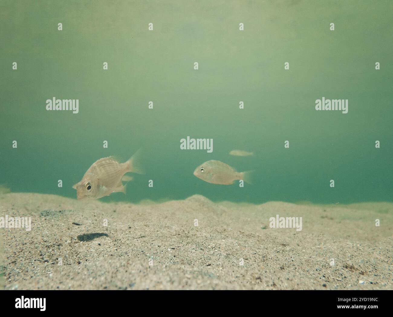 Baby swimming underwater hi-res stock photography and images - Alamy