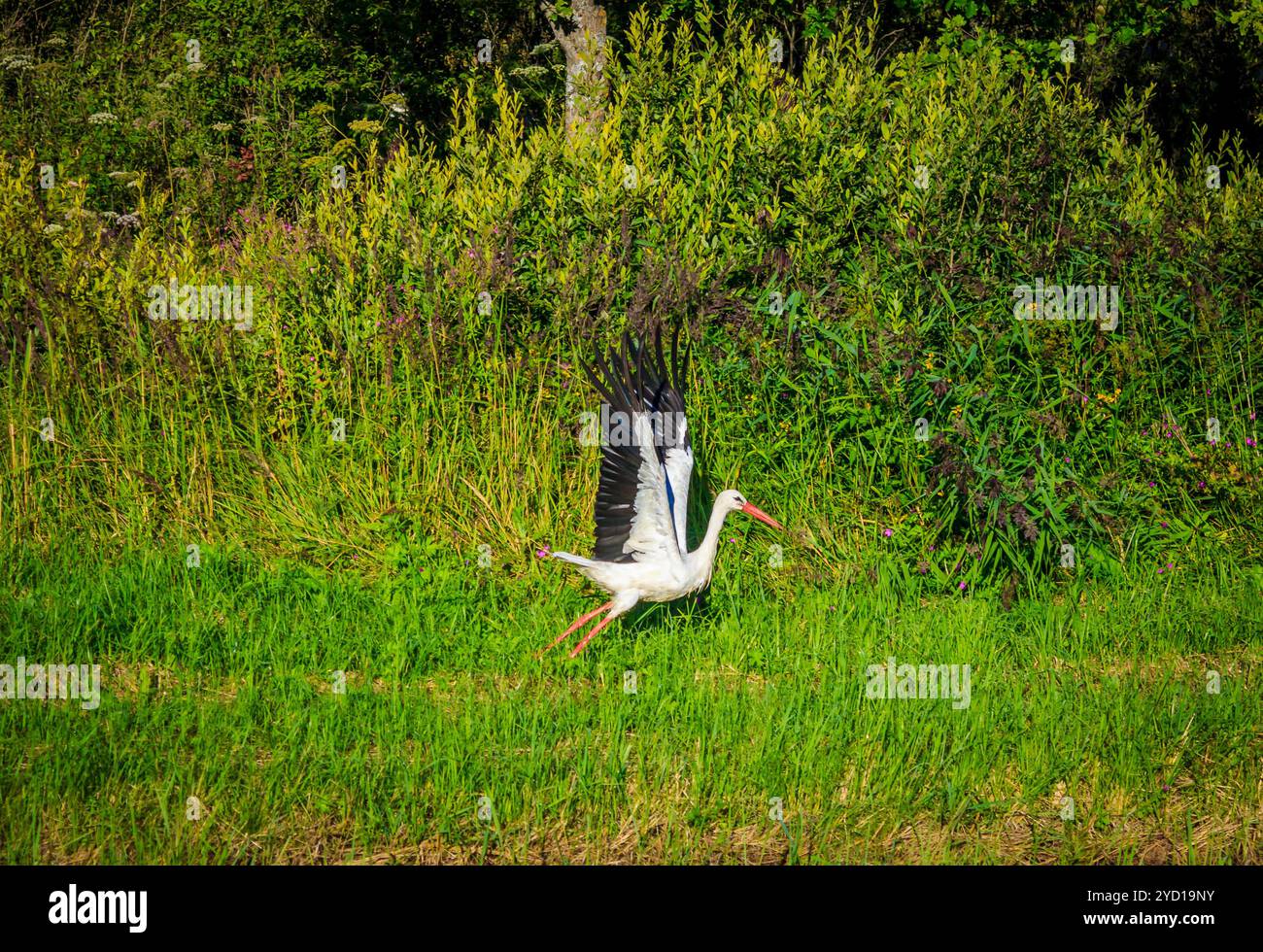 Stork with raised wings. Big bird Bird in the wild Stock Photo - Alamy