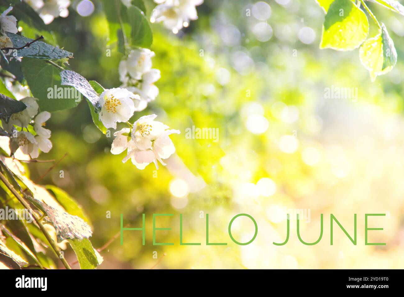 Banner hello june. Text on the photo. Text hello June. New month. New ...