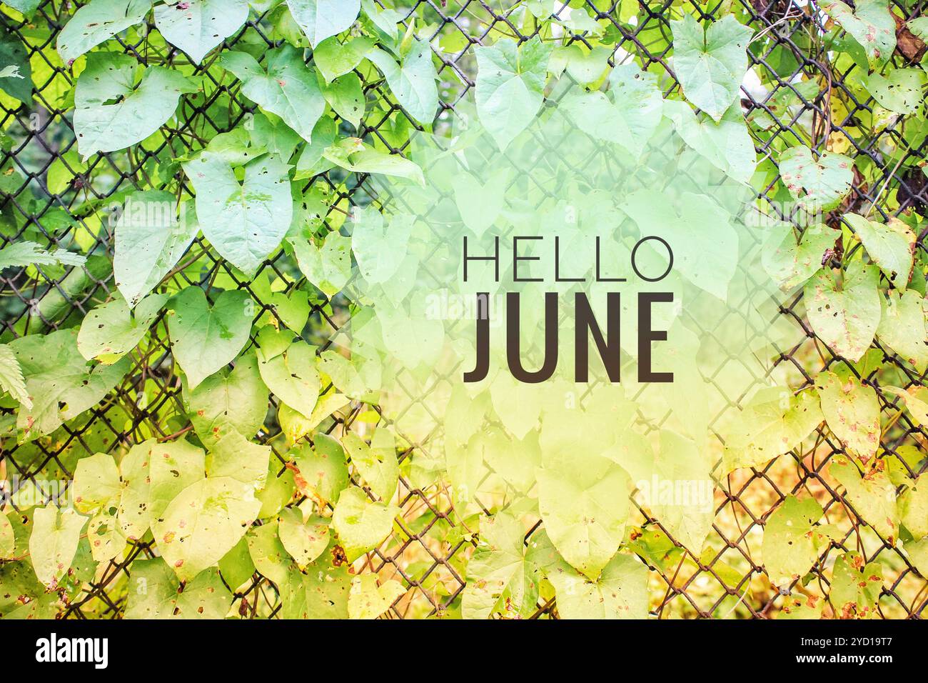 Banner hello june. Text on the photo. Text hello June. New month. New ...