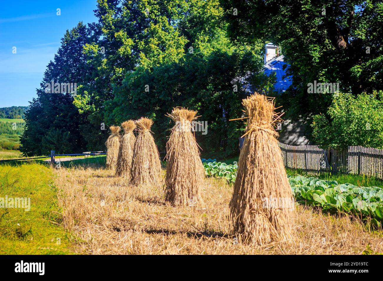 Haystacks in the field as in the old days. Harvesting dry grass. Cattle ...