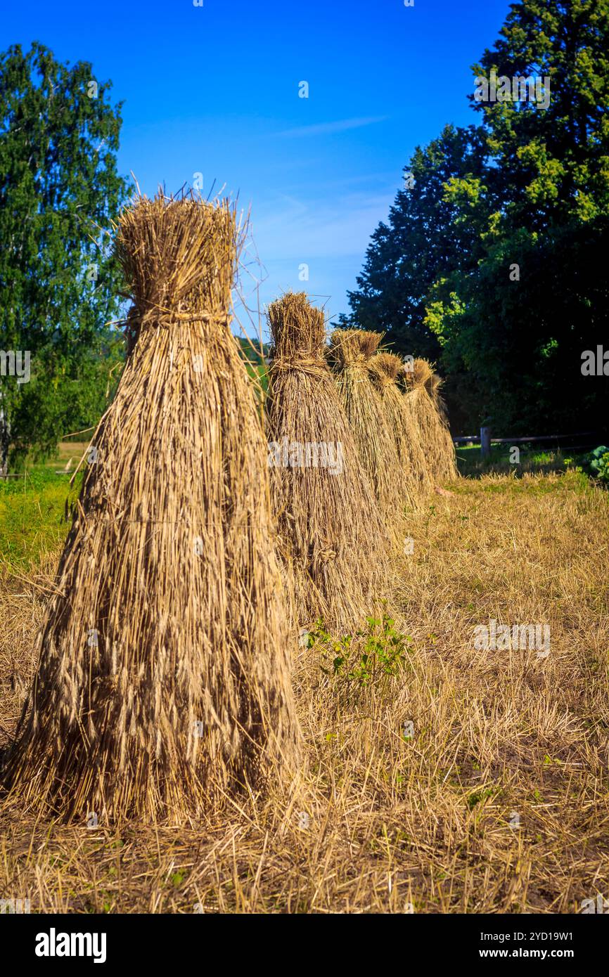 Haystacks in the field as in the old days. Harvesting dry grass. Cattle ...