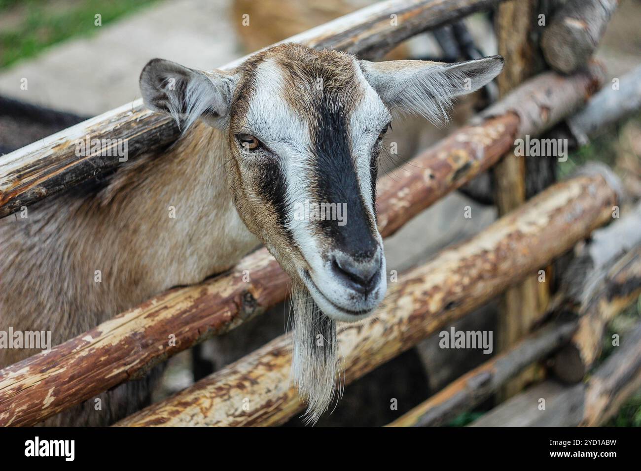 Goat head weed hi-res stock photography and images - Alamy