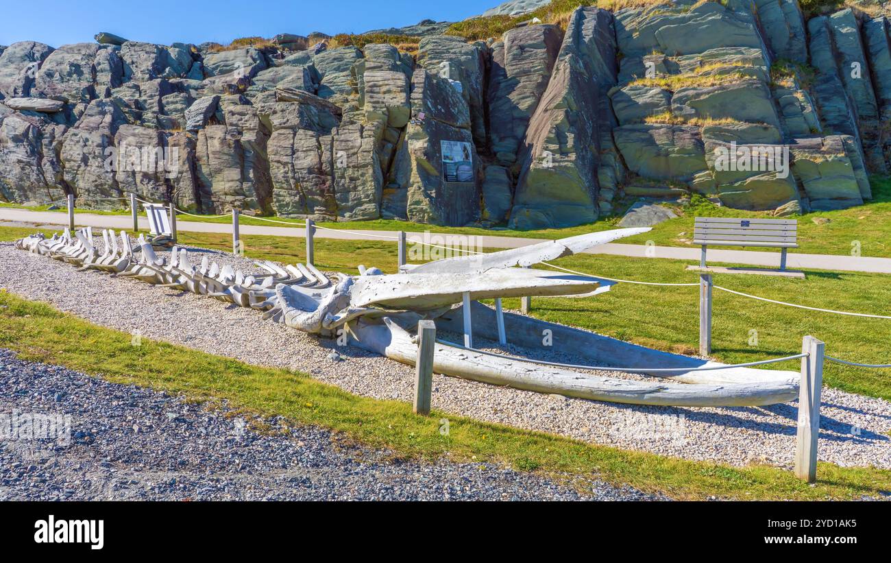 Skeleton of a fin whale that has been named Foggy by locals is on ...