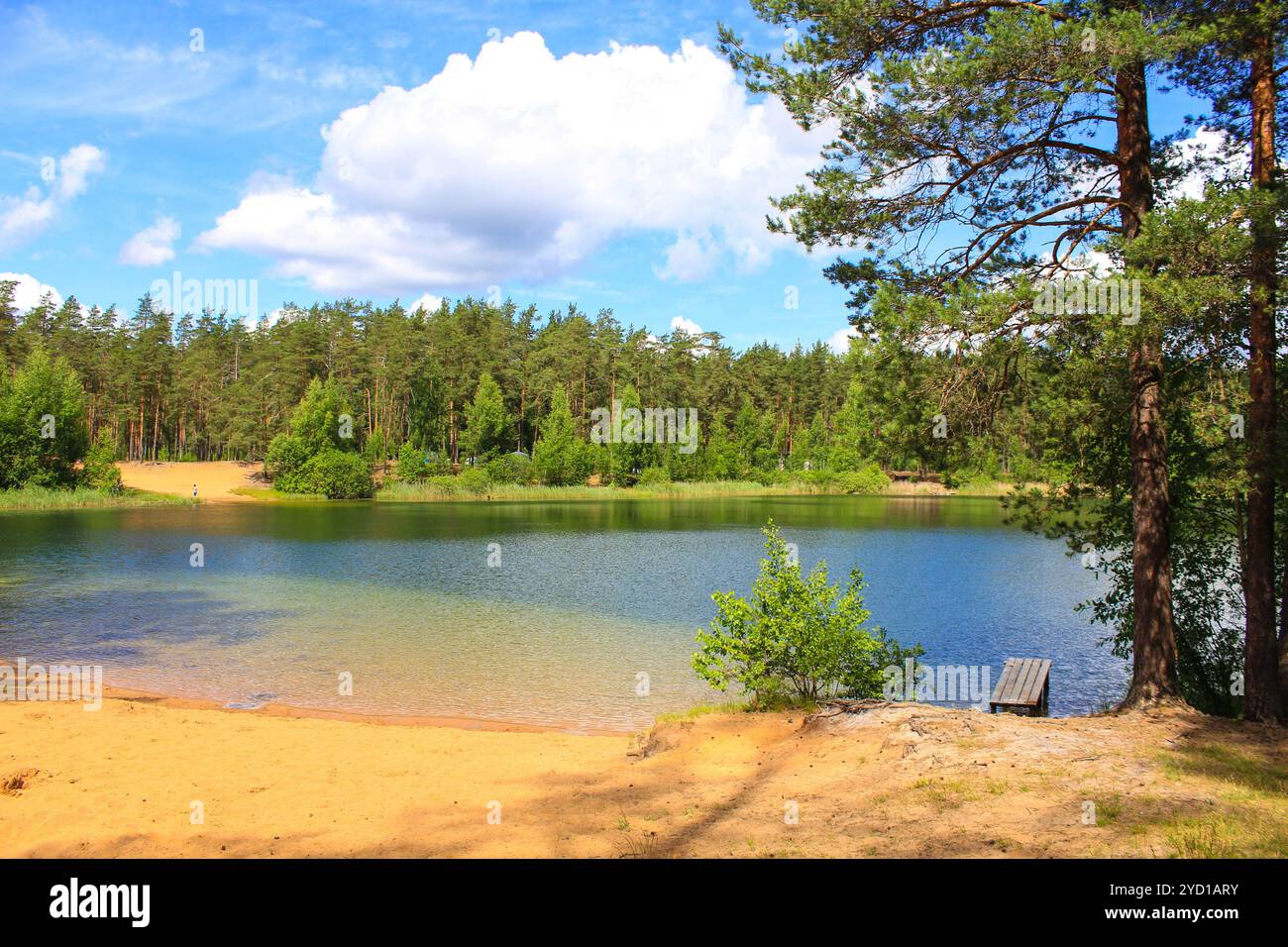 Summer landscape on a clear lake. Sunny weather. Lake and forest Stock ...