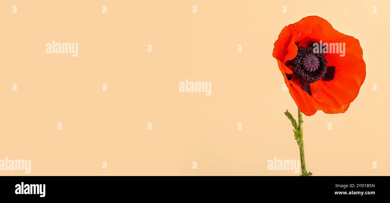 Beautiful poppy flower on beige background with space for text ...