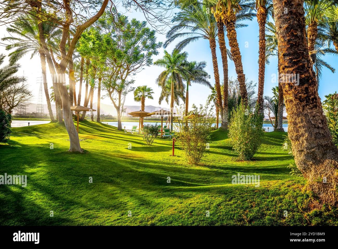 Blue tree park wood hi-res stock photography and images - Alamy