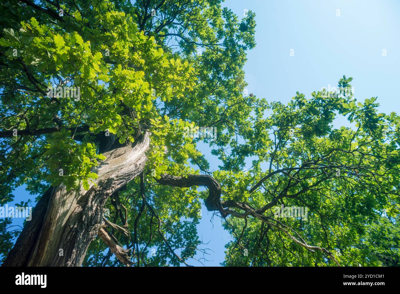 Spreading oak tree hi-res stock photography and images - Alamy