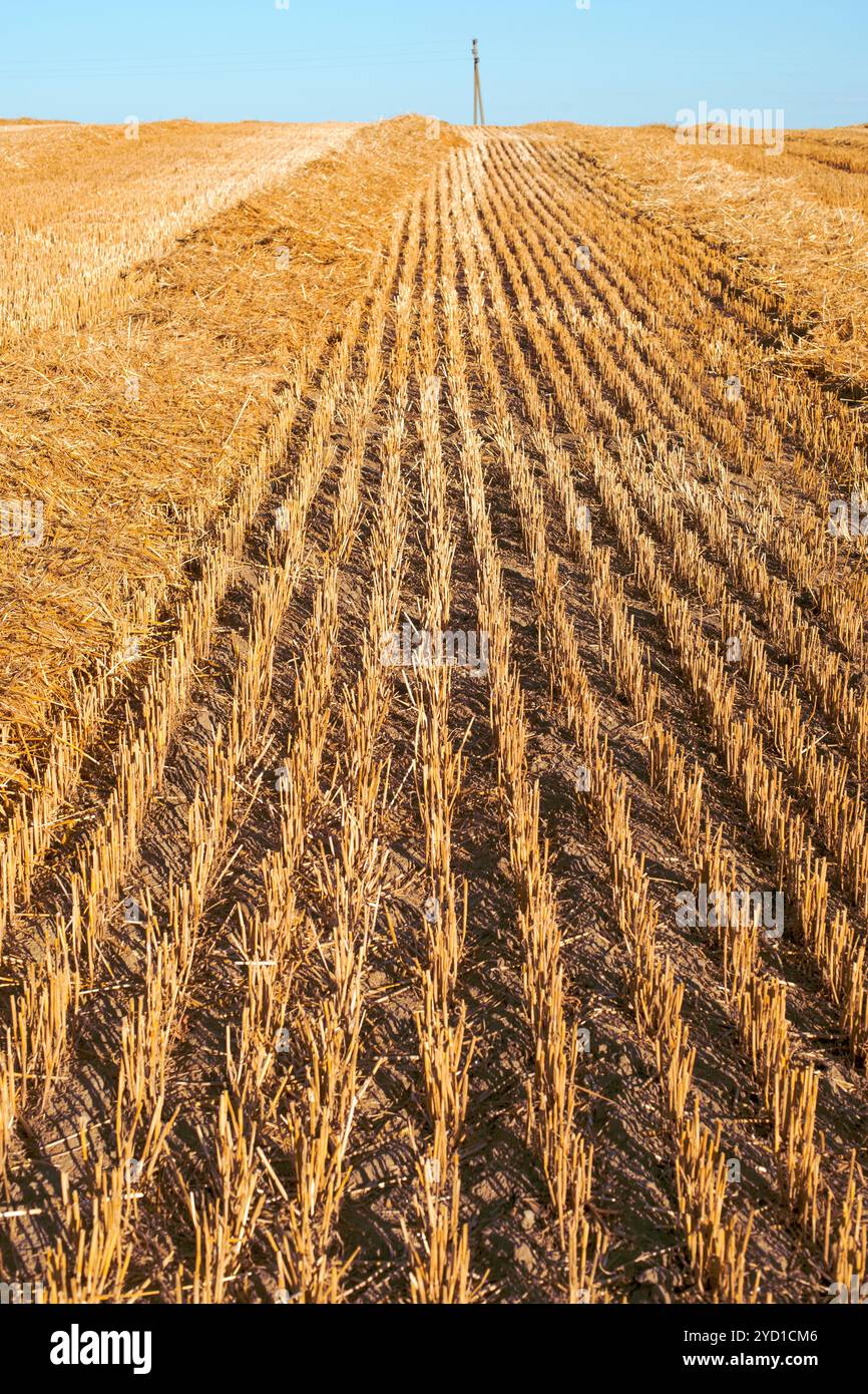 Empty wheat field hi-res stock photography and images - Alamy