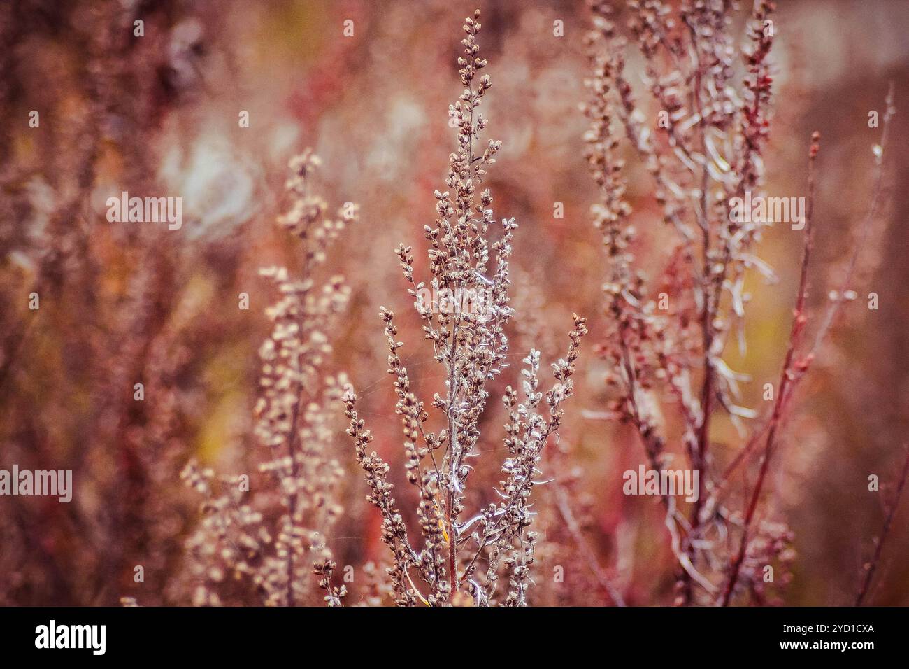 Autumn leaf . Bright autumn leaf. Change sheet color Stock Photo - Alamy
