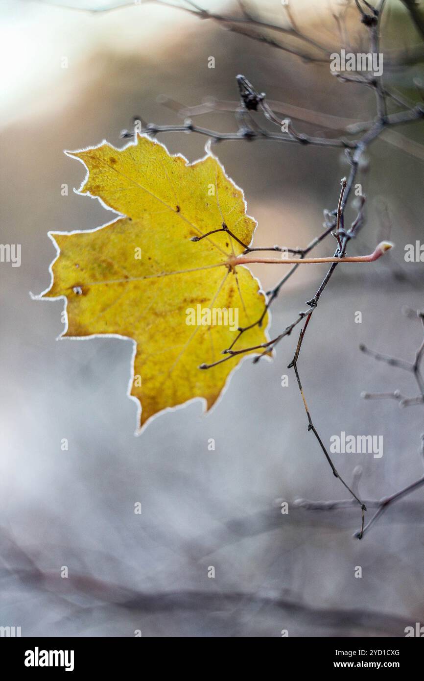 Autumn leaf . Bright autumn leaf. Change sheet color Stock Photo - Alamy