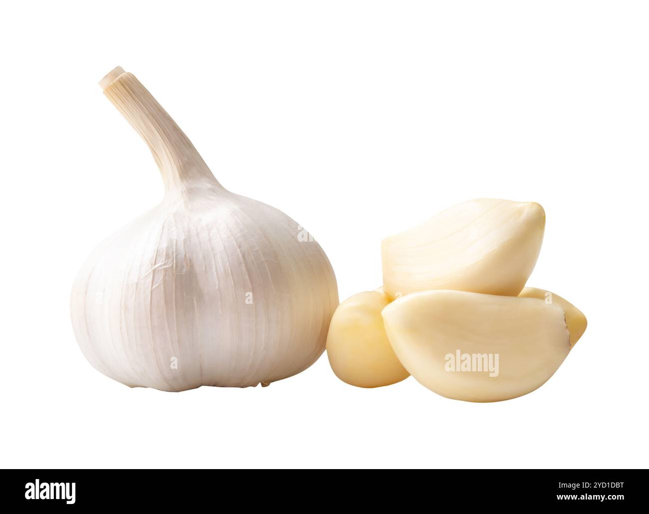 Side view of white garlic bulb with peeled cloves in stack is isolated ...