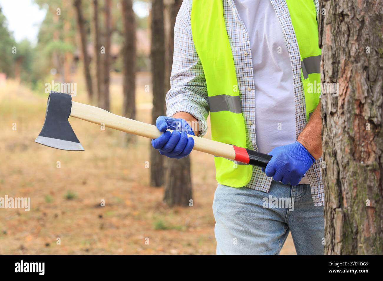 Forester with axe chopping tree in forest Stock Photo - Alamy