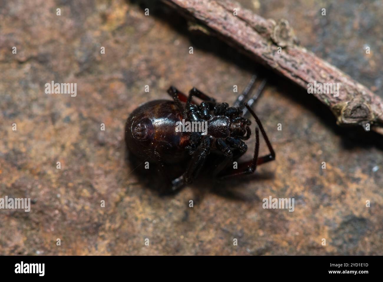 False button spider (Steatoda sp.), also known as a black cobweb spider ...