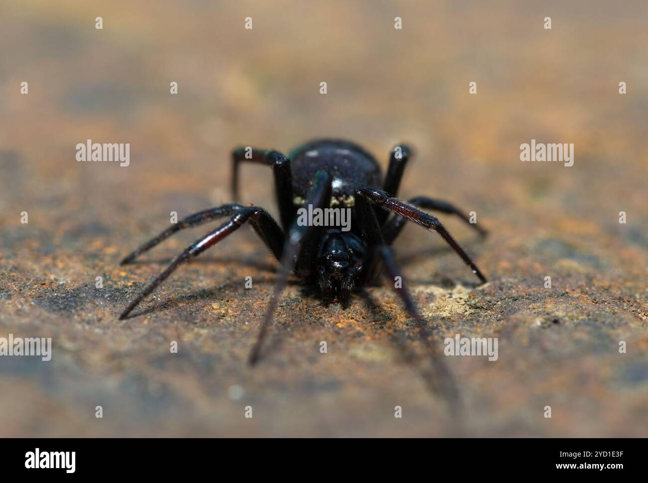 False button spider (Steatoda sp.), also known as a black cobweb spider ...