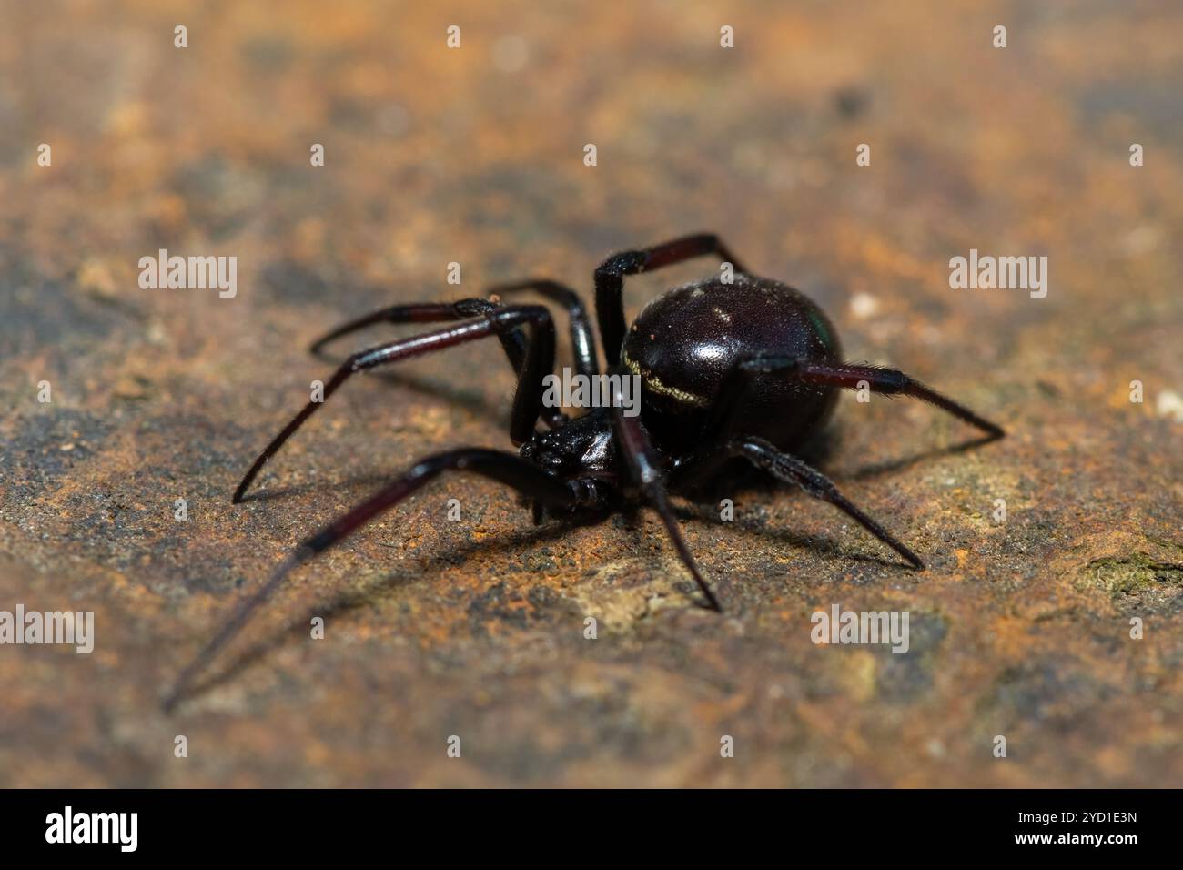 False button spider (Steatoda sp.), also known as a black cobweb spider ...