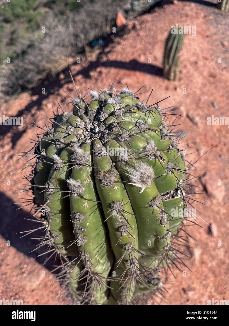 Autochthonous plants of Northern Argentina, Cardos, diversity of ...