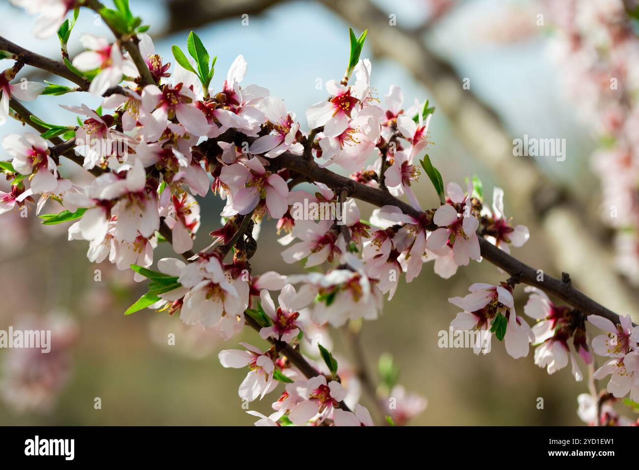 Almond flowers. Flowering almond tree in the garden. Blooming pink ...