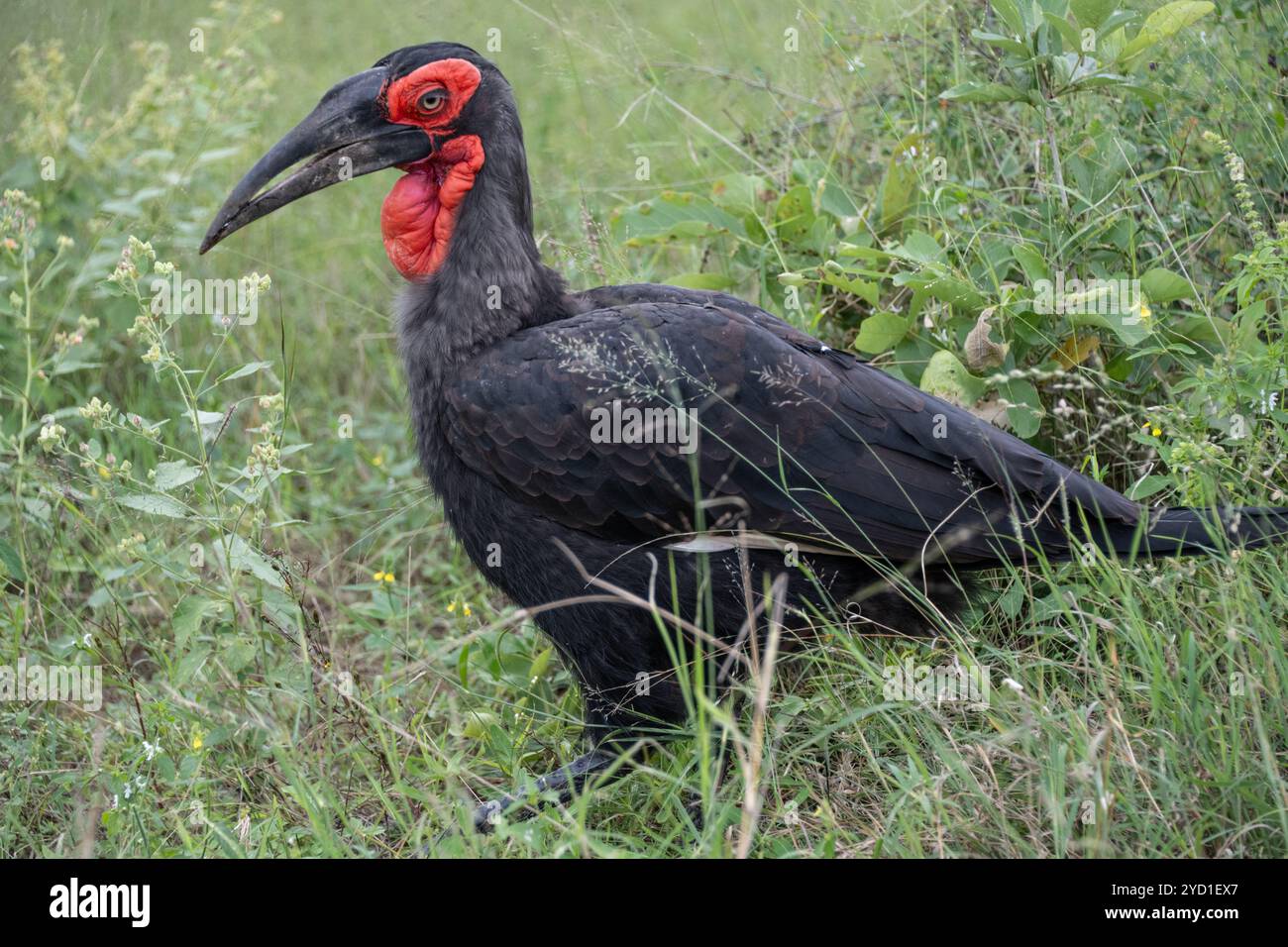 thunderbird, southern ground-hornbill at South Africa at Kruger ...