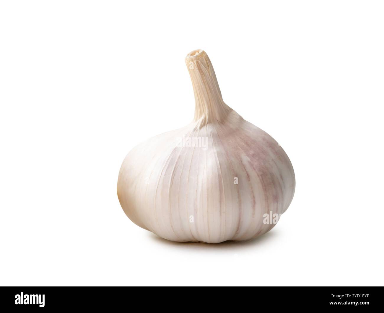 Side view of white garlic bulb is isolated on white background with ...