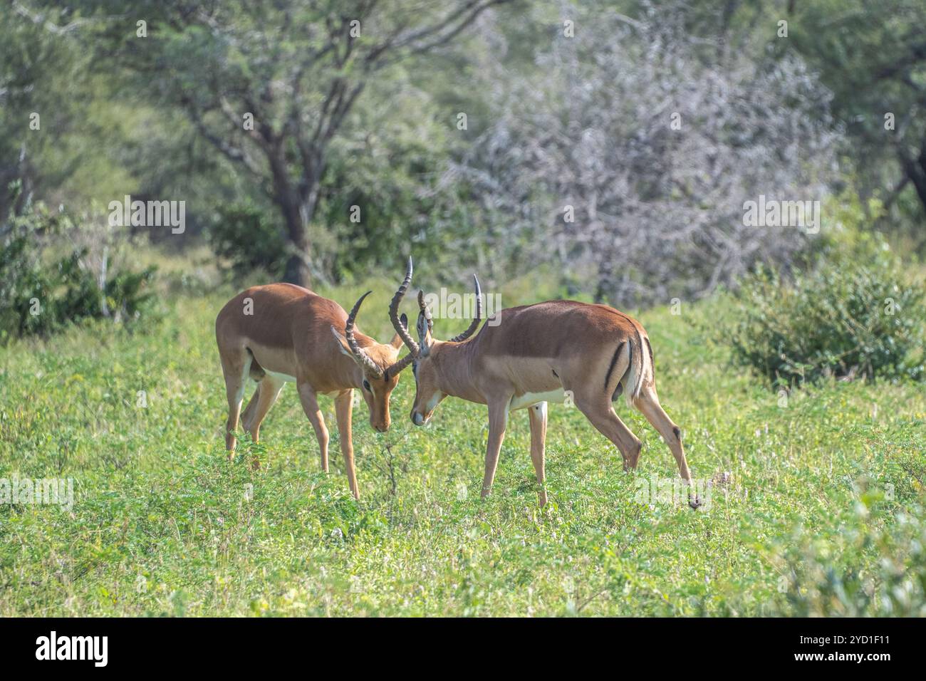 Impalas males hi-res stock photography and images - Alamy