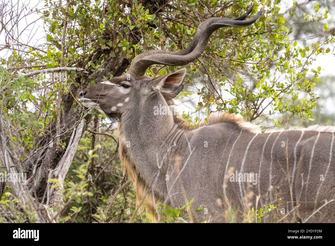 male Kude at Kruger National Park in South Africa Stock Photo - Alamy