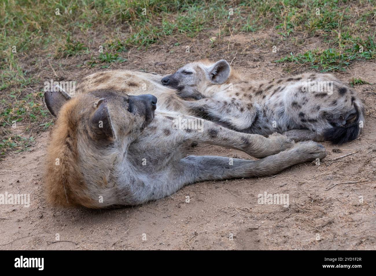 Spotted pup hi-res stock photography and images - Alamy