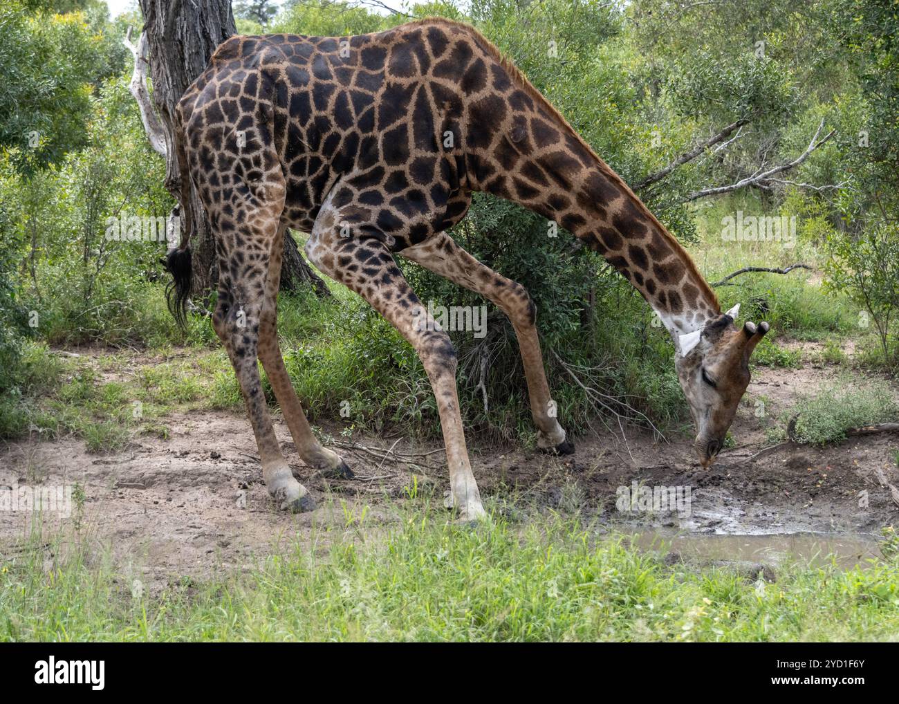 side view of a giraffe bending down to drink water at Kruger National ...