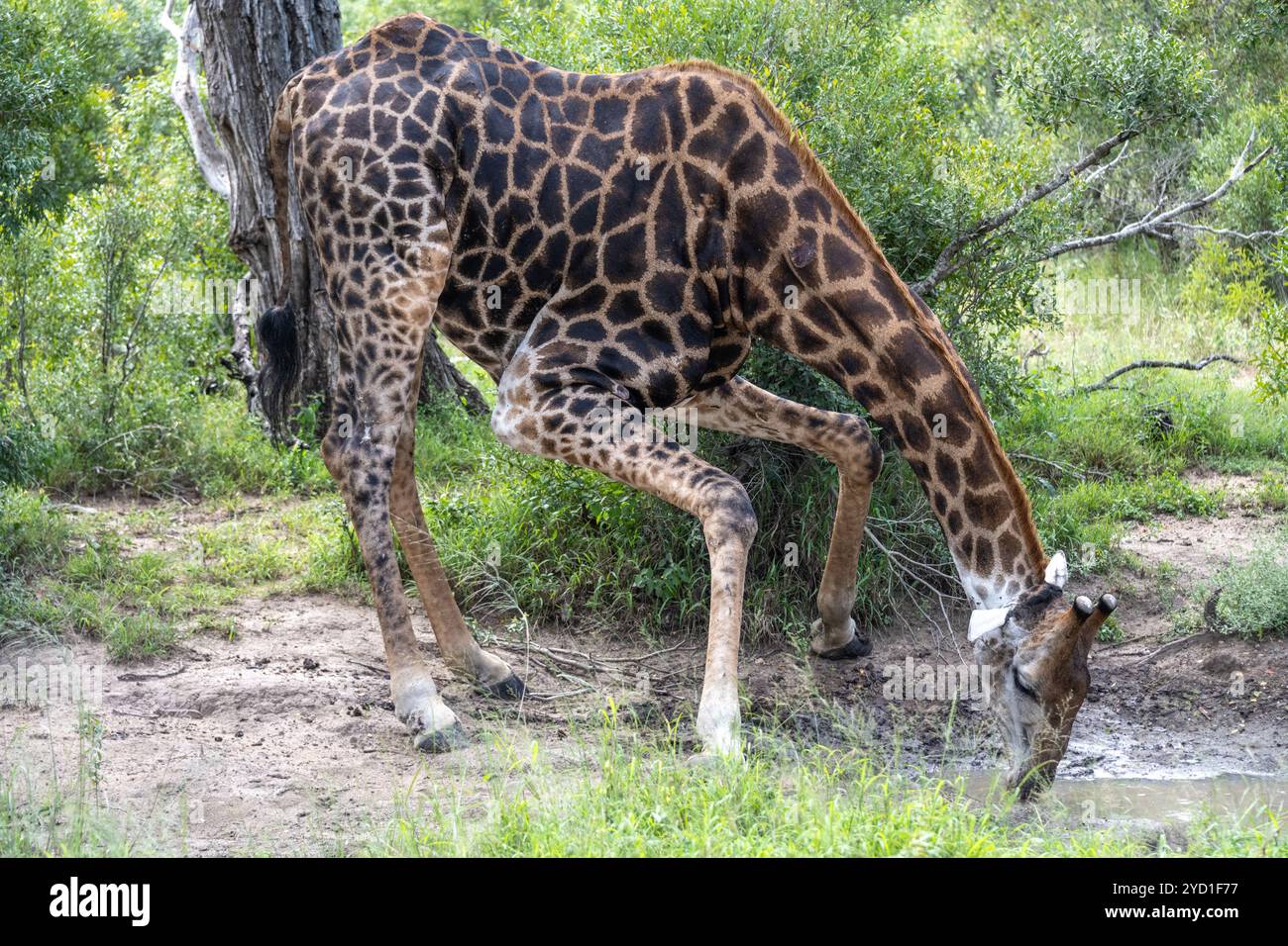 side view of a giraffe bending down to drink water at Kruger National ...