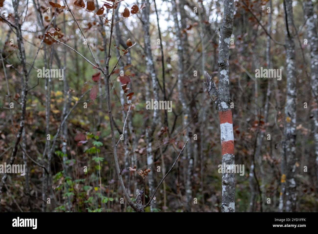 Hiking markings on the trails for people to orientate painted on tree ...