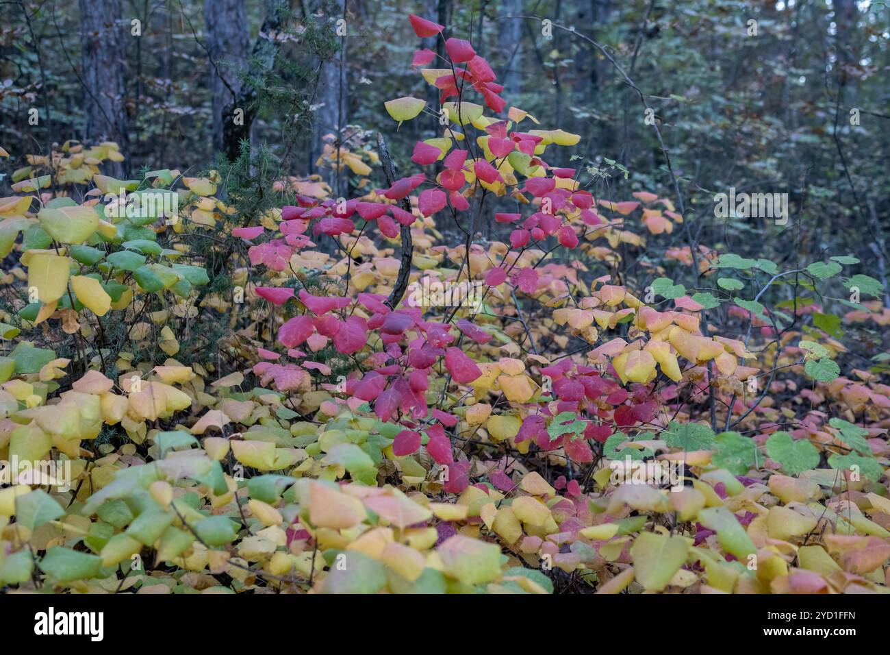 Autumn hobble bush leaves en the forest. Colorful background Stock ...