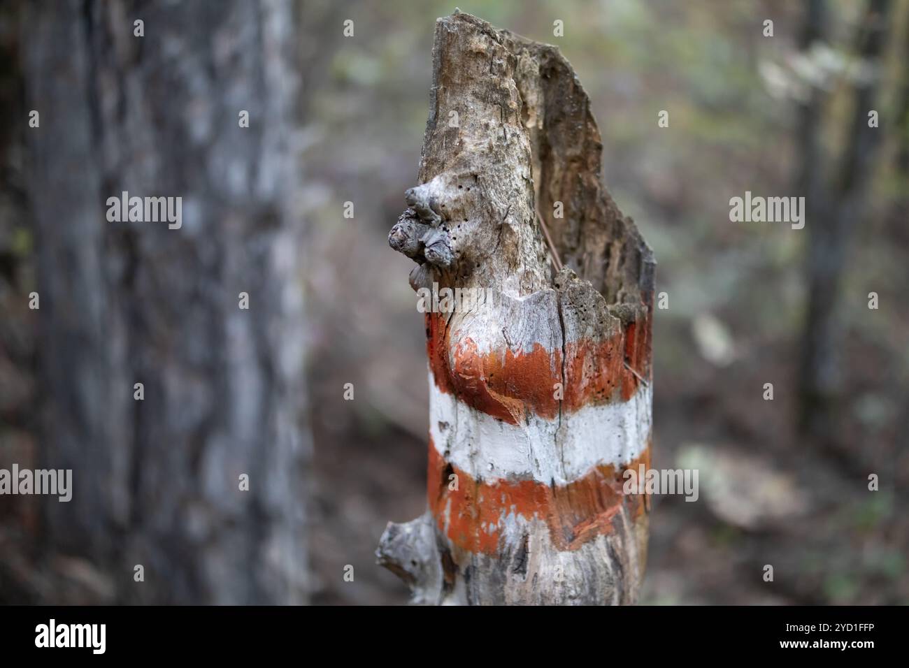 Hiking markings on the trails for people to orientate painted on tree ...