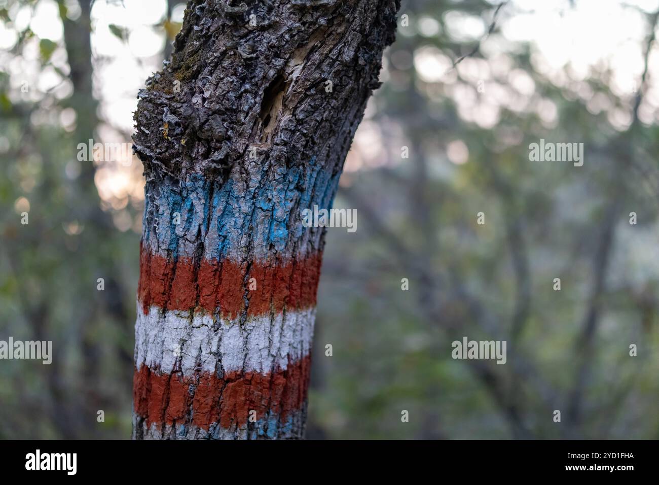 Hiking markings on the trails for people to orientate painted on tree ...