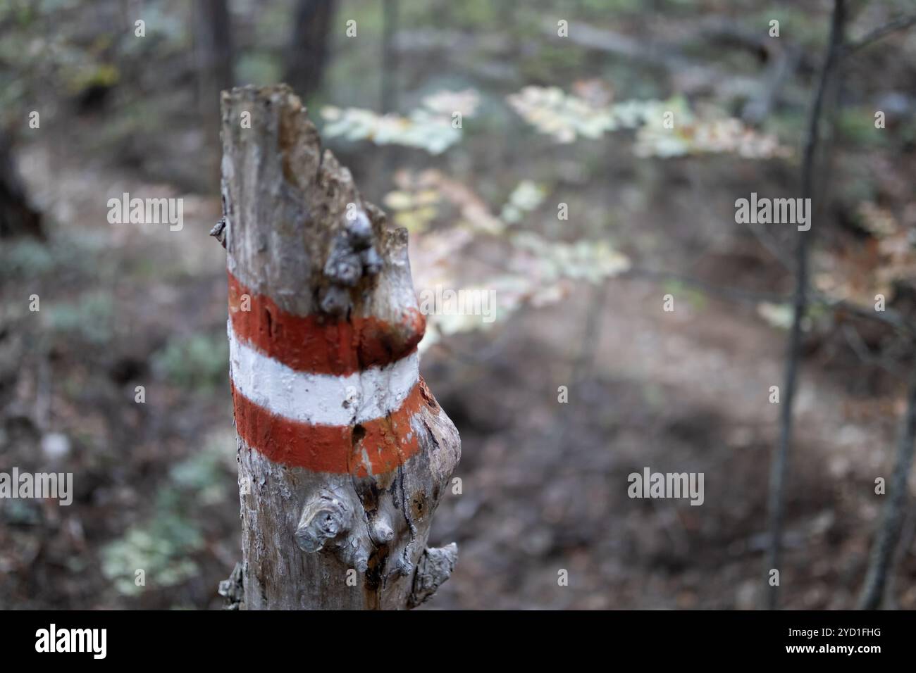 Hiking markings on the trails for people to orientate painted on tree ...