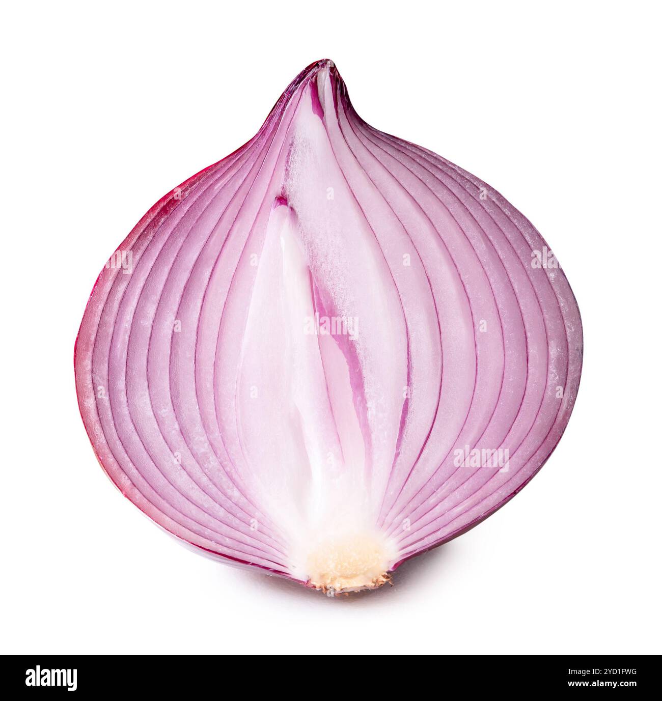 Front view of big red or purple onion bulb in half is isolated on white ...