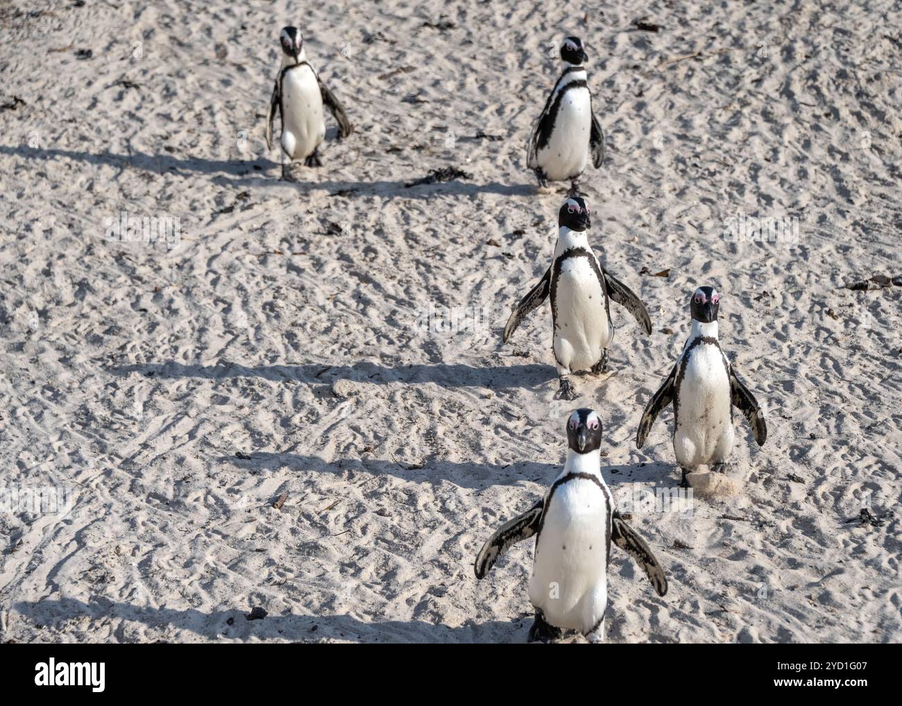 group of Cape penguins walking together near Boulders Beach, South ...
